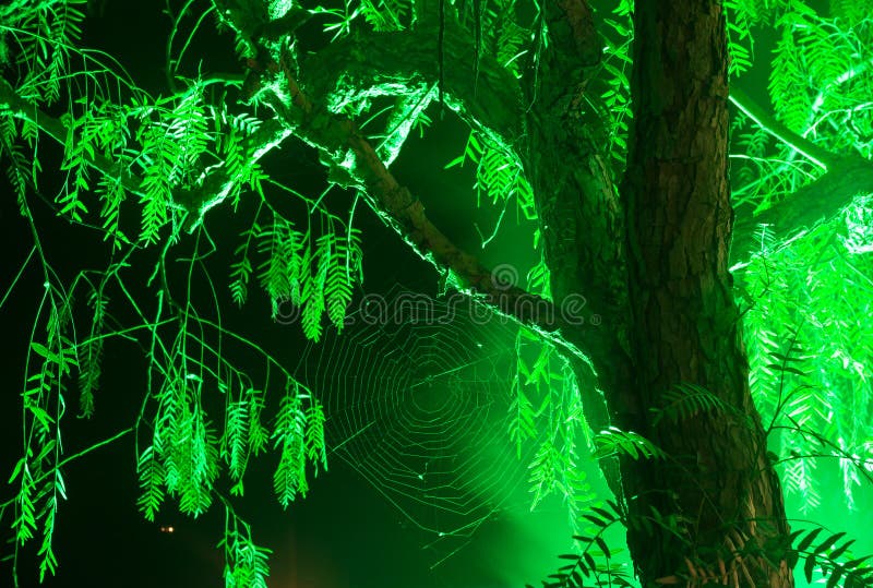 Web on a Tree and Night Illumination Stock Image - Image of saturated ...