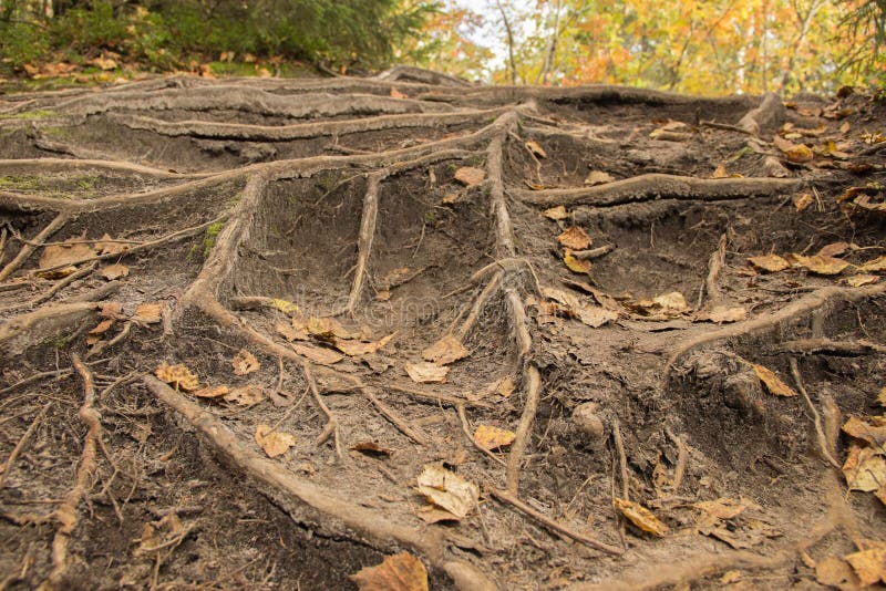 The Web Of Tree Roots On The Ground And Dry Leaves Stock Image - Image ...