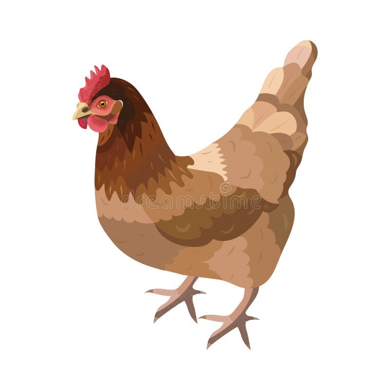 Vector Flat Illustration of Isometric Laying Hen Stock Vector ...