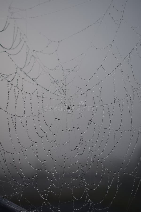 Web and Water Drops on Gray Background Stock Image - Image of cobweb ...