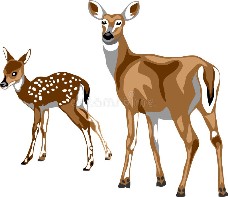White tailed deer vector stock vector. Illustration of white - 265224052 White tailed deer vector stock vector. Illustration of white - 265224052