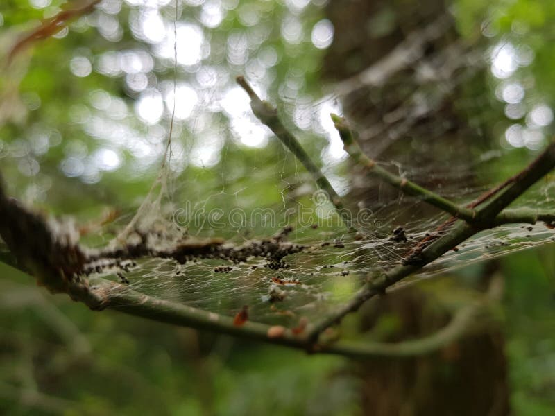 Web wood spider stock image. Image of invertebrate, wildlife - 193284837