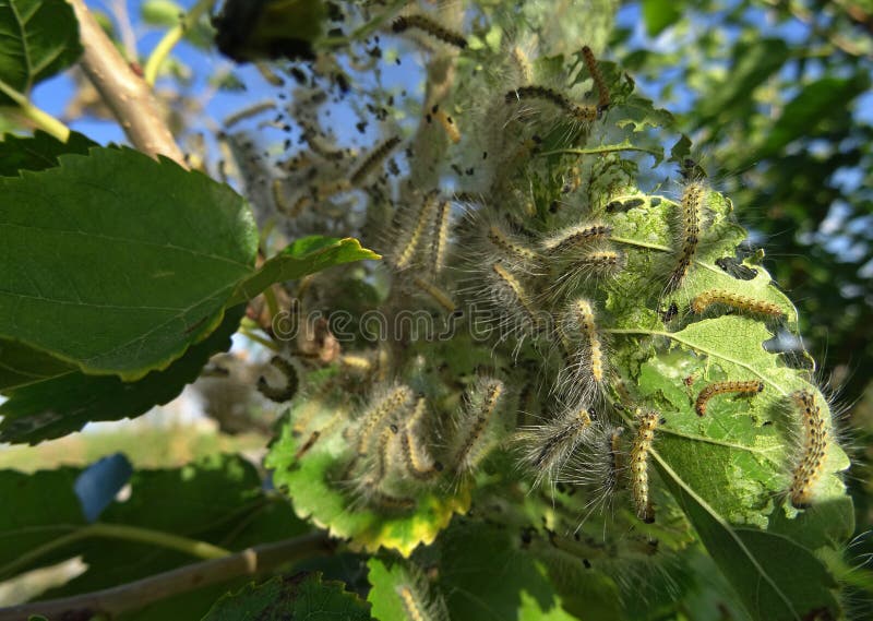 Fall Web Worms Building Cocoons on the Mulberry Tree Stock Photo ...