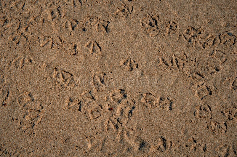 Deep Detailed Footprints Stock Photos - Free & Royalty-Free Stock ...