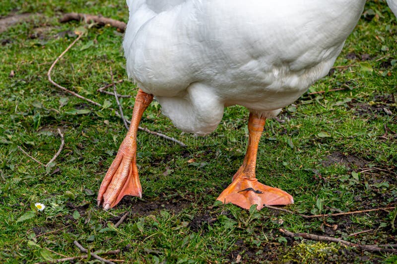 Webbed Foot of Embden Goose Stock Photo - Image of feet, greylag: 218786078
