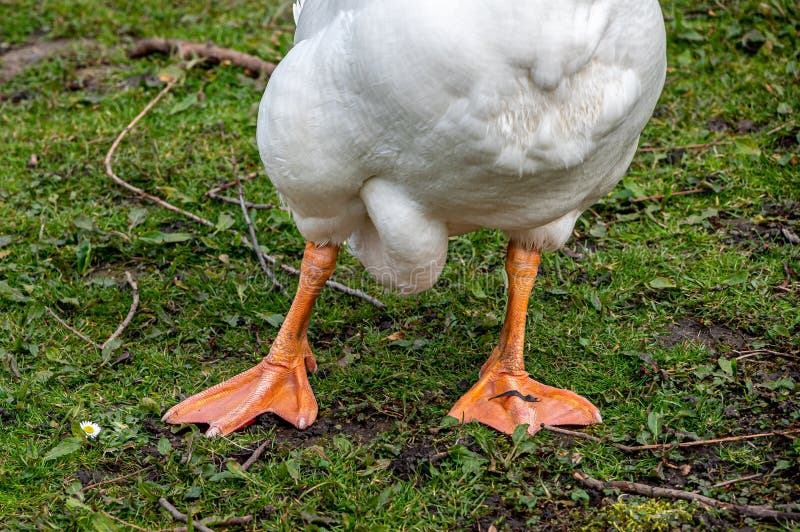 Webbed Foot of Embden Goose Stock Photo - Image of farming, foot: 218786090