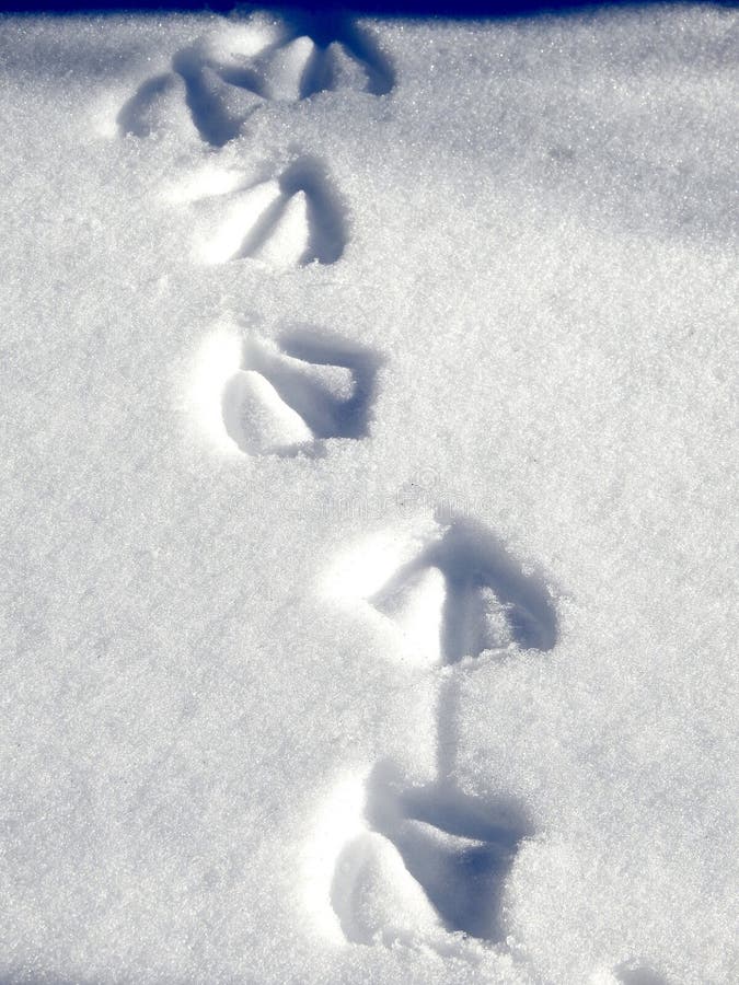 Webbed Footprints in the Snow Stock Photo - Image of frozen, white ...