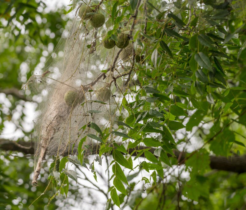 Webbing on a Tree in the Park Stock Photo - Image of produce, webbing ...