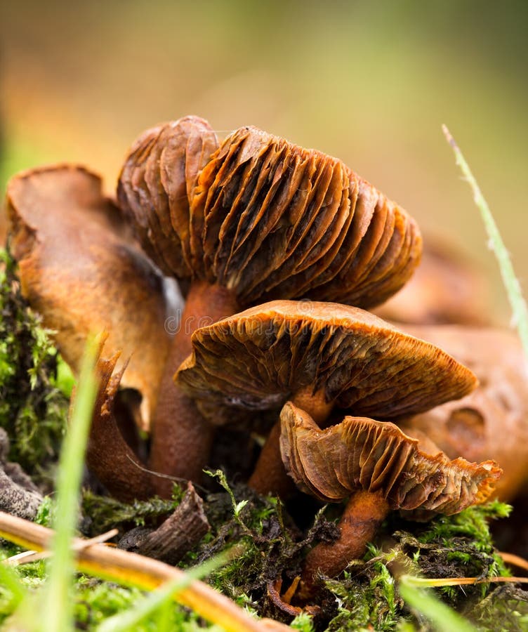 Deadly Webcap Mushrooms In Rain Stock Image - Image of gnome, close ...