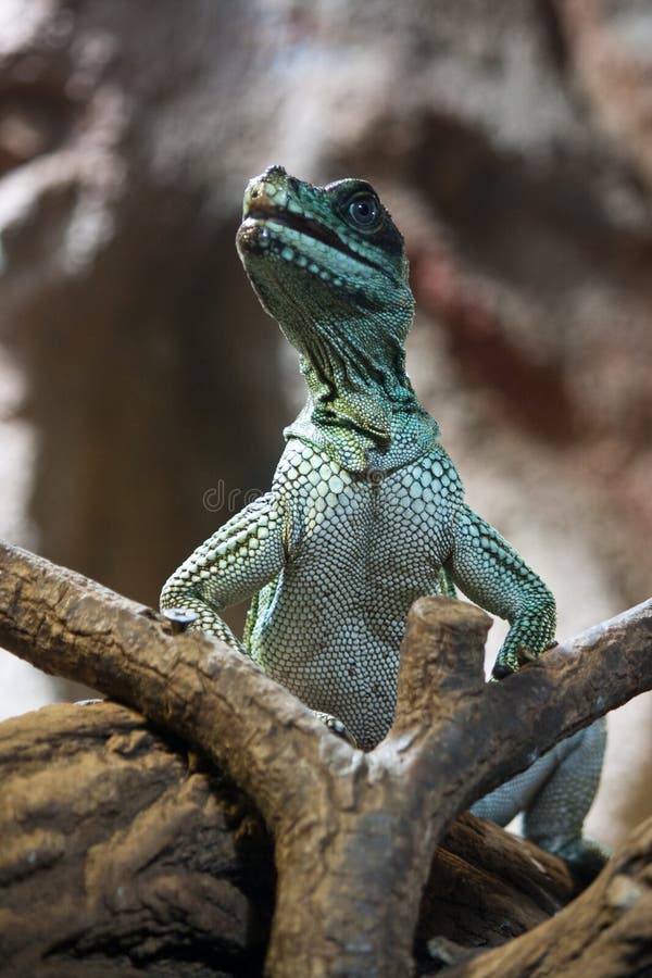 Weber s Sailfin Lizard stock image. Image of sailfin - 21369673