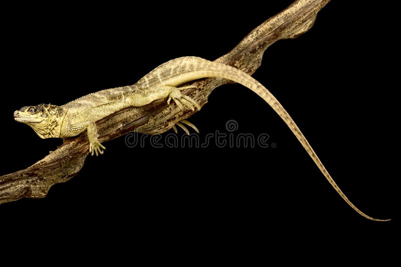 Weber`s Sailfin Lizard Hydrosaurus Weberi Stock Photo - Image of ...