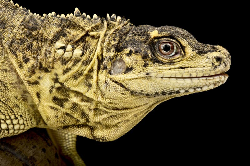 Weber`s Sailfin Lizard Hydrosaurus Weberi Stock Image - Image of ...