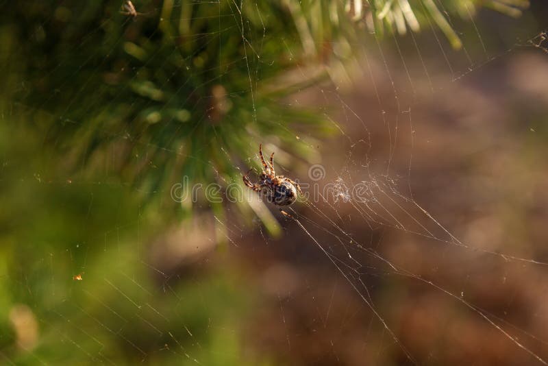 Webs on pine branches stock photo. Image of coniferous - 117005058