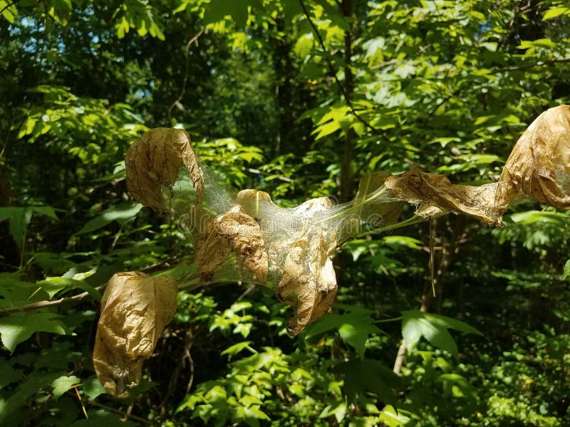 Webs in the trees stock image. Image of wildlife, insect - 95264159