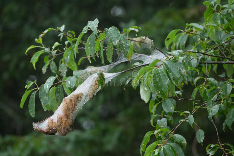 Webworm Nest stock image. Image of destructive, leaf - 253754141