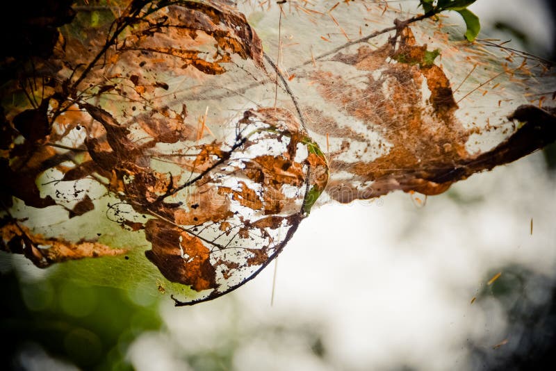 Webworm Moth Web in a Tree stock photo. Image of destroy - 126045096