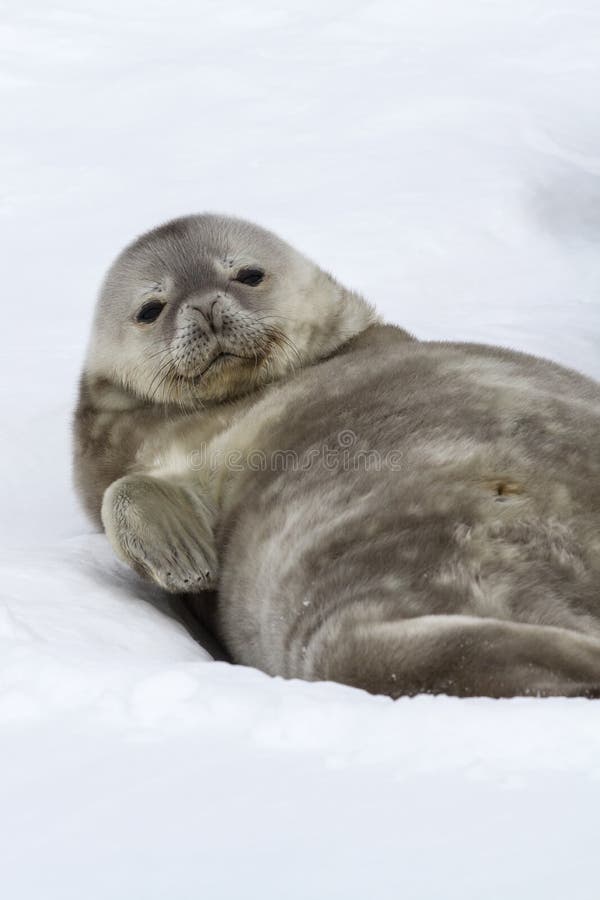 Weddell Seal Pup Lying in the Snow on His Back and Looking Stock Photo ...