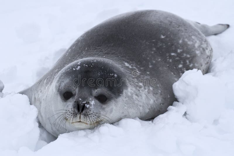 Weddell Seal Pup Near the Female on the Ice Stock Image - Image of ...