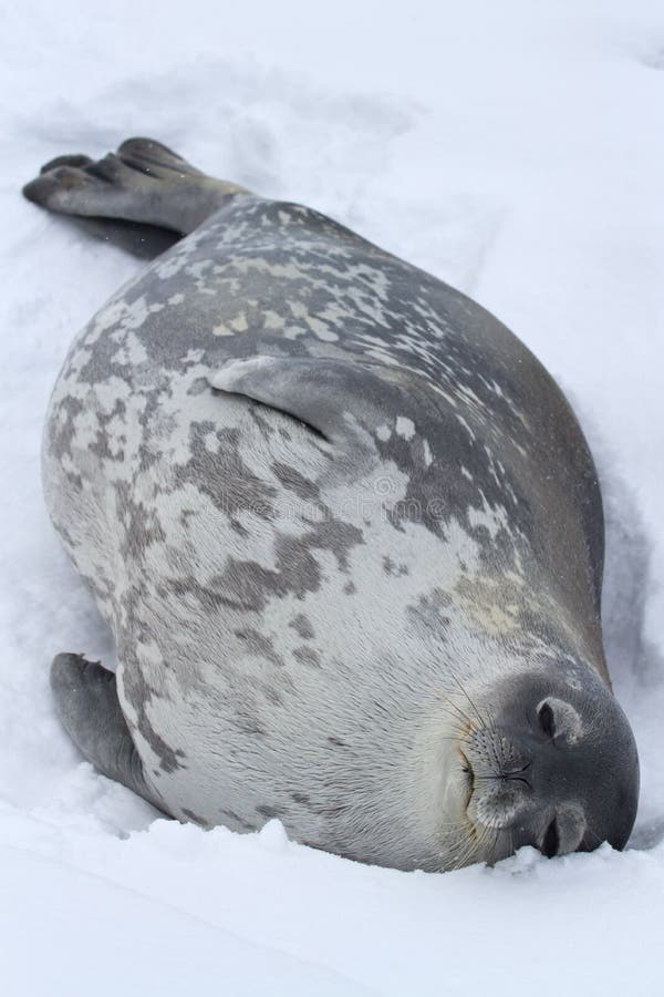 Seals Snow Stock Photos - Download 1,860 Royalty Free Photos