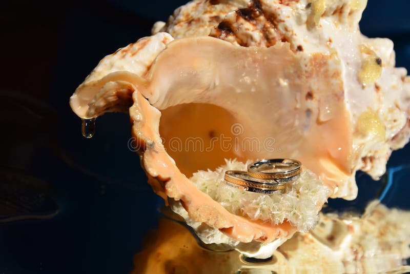 Weddind rings in shell stock image. Image of decoration - 139944993