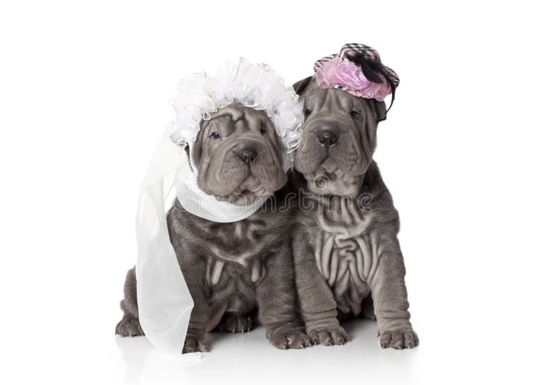 Hamster wedding stock image. Image of small, whiskers - 5127253