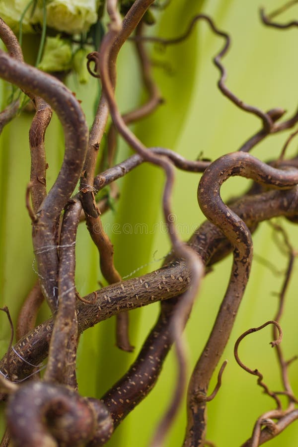 Wedding arch branches stock image. Image of vine, flower - 47985383