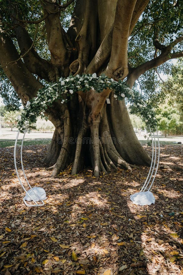 Wedding Arch Decorated with Flowers Near a Big Old Tree Stock Photo ...