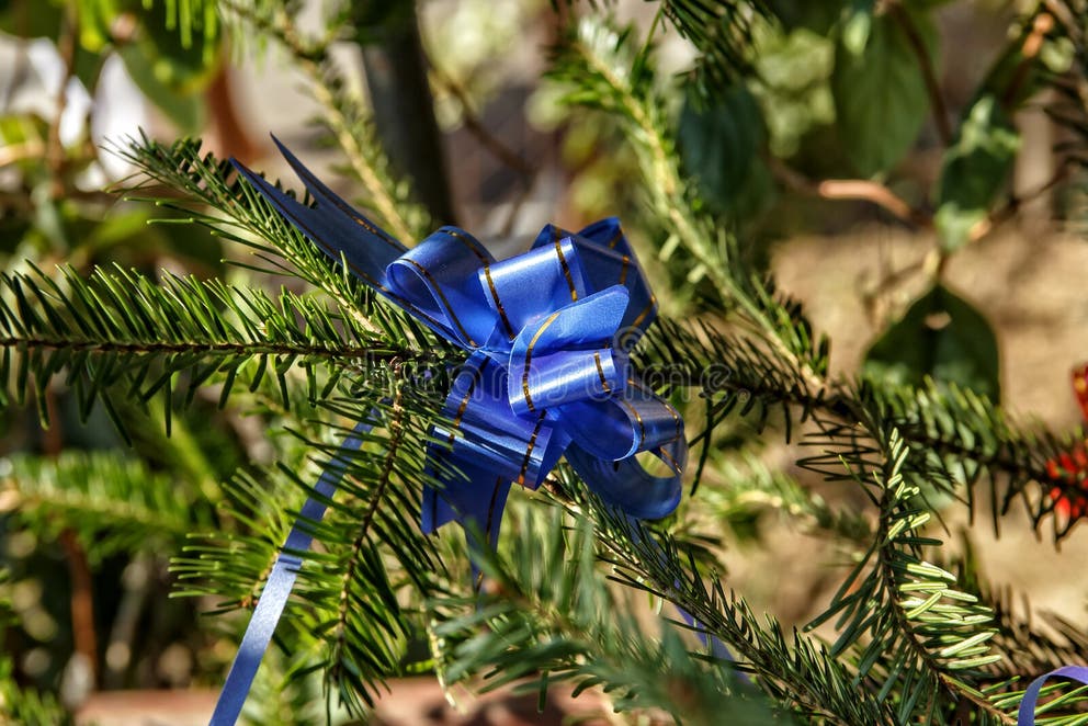 Wedding Arrangement stock photo. Image of beauty, fashion - 79841576