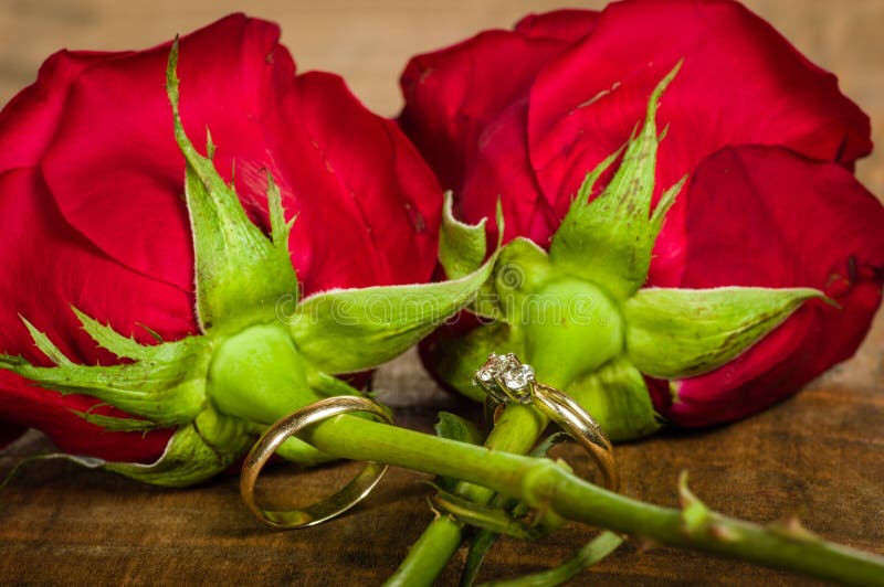 Wedding Bands Attached To Red Roses Stock Photo - Image of rose ...