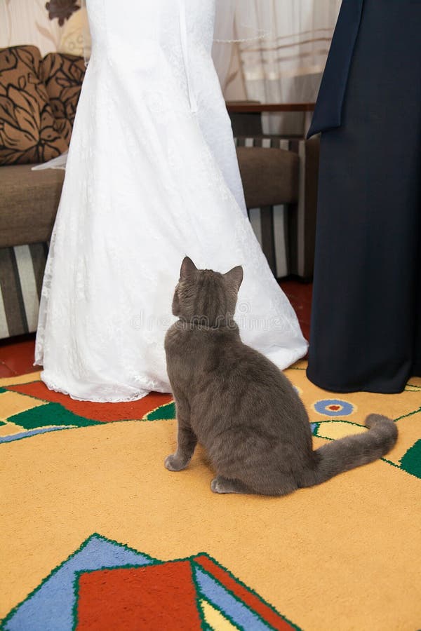 Wedding, Beautiful Gray Cat Looking at Bride Stock Photo - Image of ...