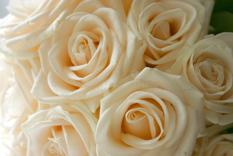 Wedding Bouquet stock photo. Image of bride, bouquet, green - 6106222