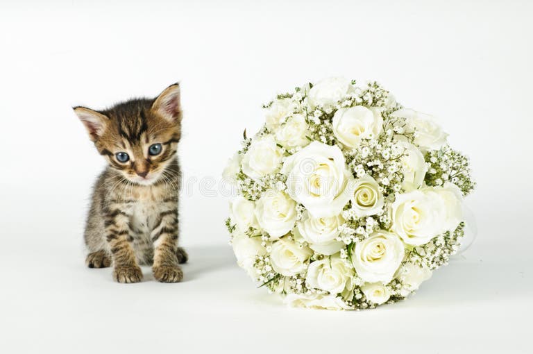 876 Wedding Cats Stock Photos - Free & Royalty-Free Stock Photos from ...