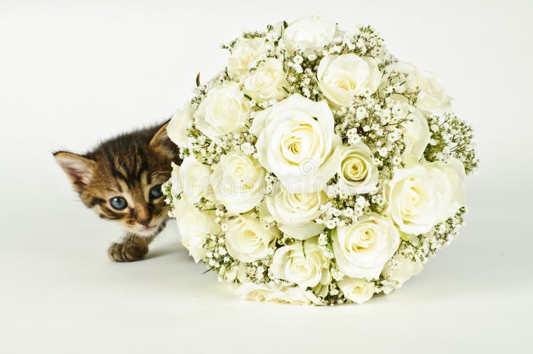 876 Wedding Cats Stock Photos - Free & Royalty-Free Stock Photos from ...