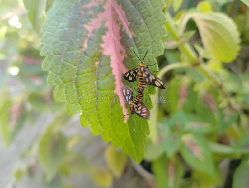 The wedding butterfly stock image. Image of arthropod - 278879501