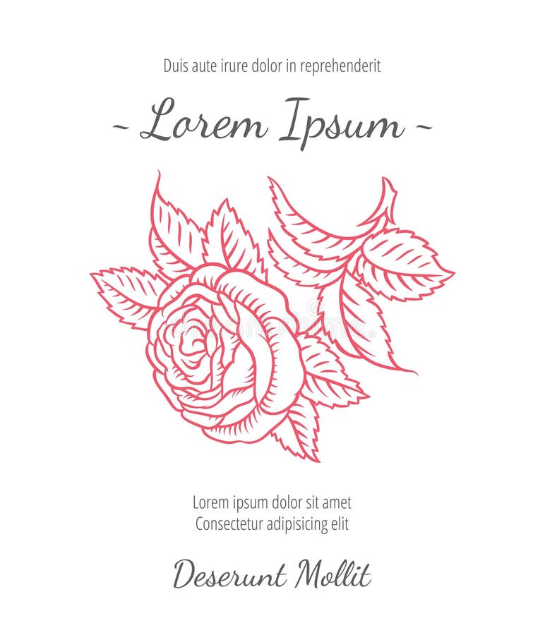 Wedding Card with Drawing Roses in a Classic Retro Style Stock Vector ...