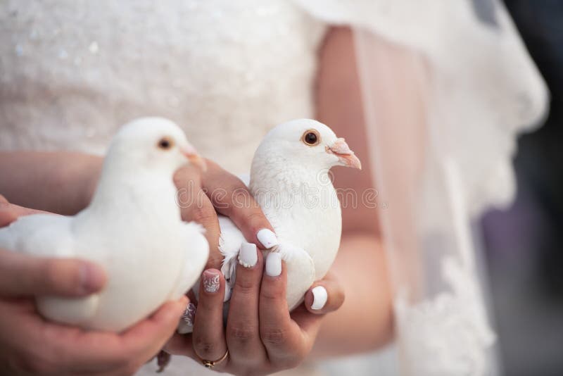 The Wedding Couple Holds White Doves in Their Hands. Bride and Groom ...