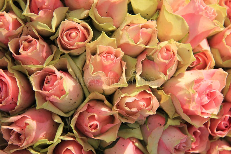 Wedding Decorations with Pink Roses Stock Photo - Image of bridal, love ...