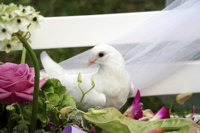 Wedding doves stock photo. Image of finally, hope, decoration - 2789414