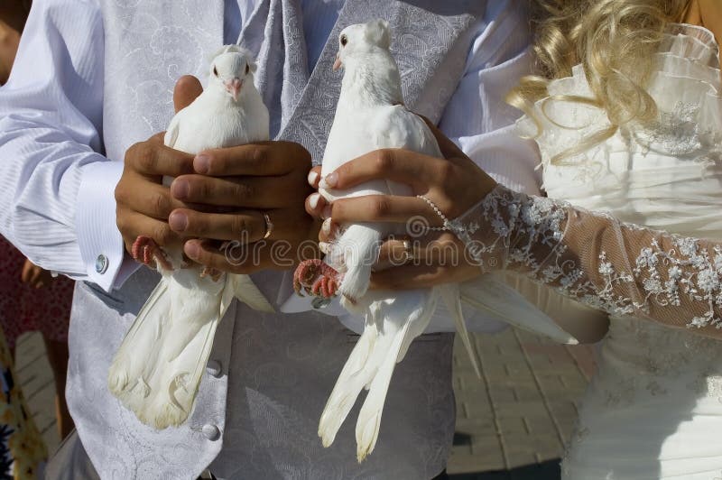 Wedding doves stock image. Image of wedding, manicure - 11191267