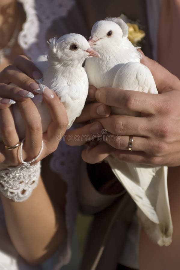Wedding doves stock image. Image of wedding, necklace - 11191499