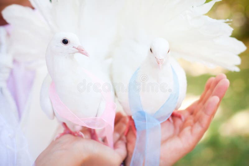 820 Wedding Doves Photos - Free & Royalty-Free Stock Photos from Dreamstime