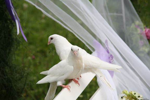 Wedding doves stock photo. Image of couple, groom, flower - 2789412