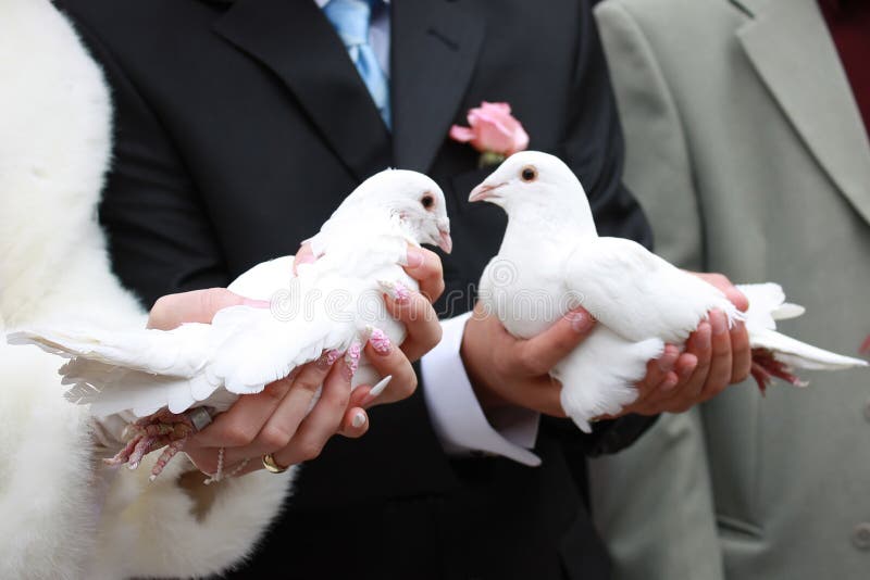 Wedding doves stock photo. Image of emotion, wedding, relationship ...