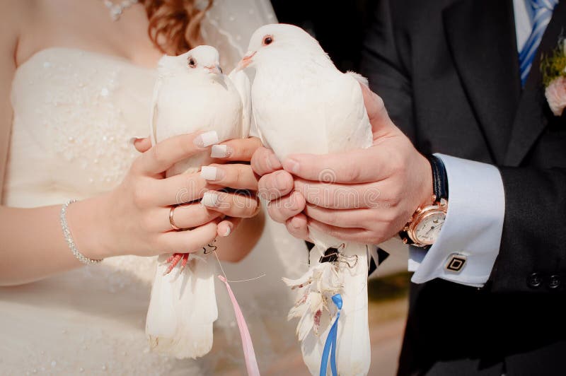 Wedding doves stock image. Image of elegance, outdoors - 36870613