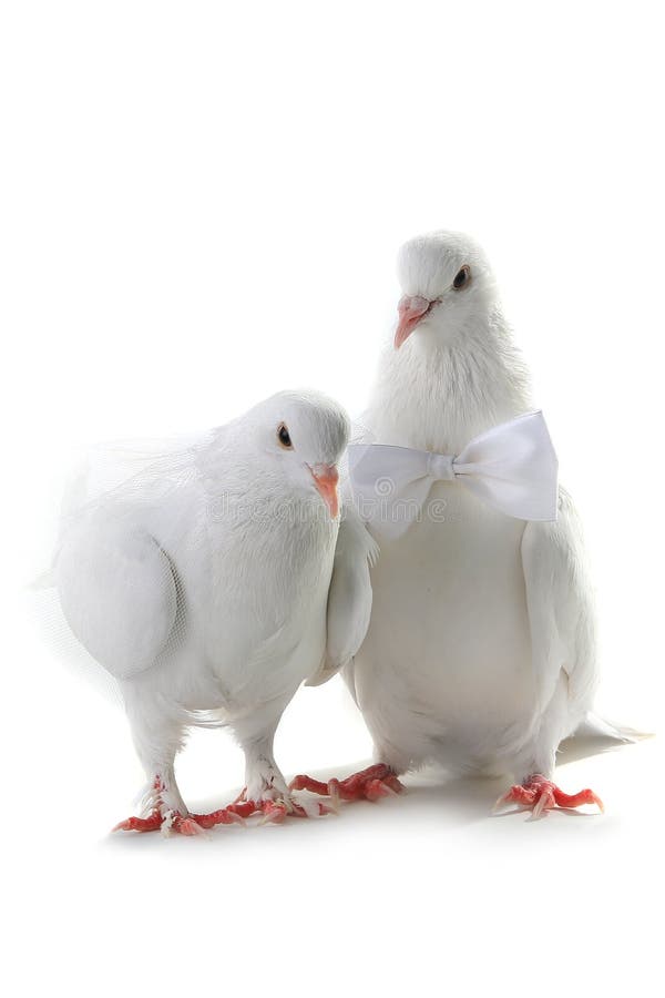 Wedding doves stock image. Image of religious, pure, celebration - 61696769
