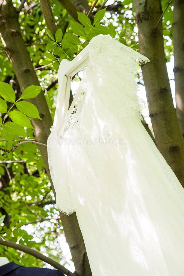 Wedding Dress on the Tree in Summer Forest. Stock Image - Image of ...