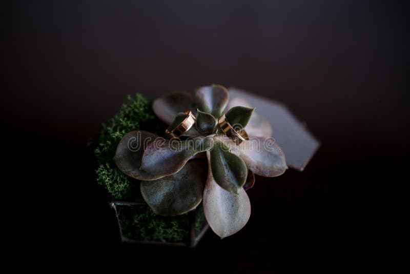Wedding Engagement Rings on the Table Stock Photo - Image of wooden ...