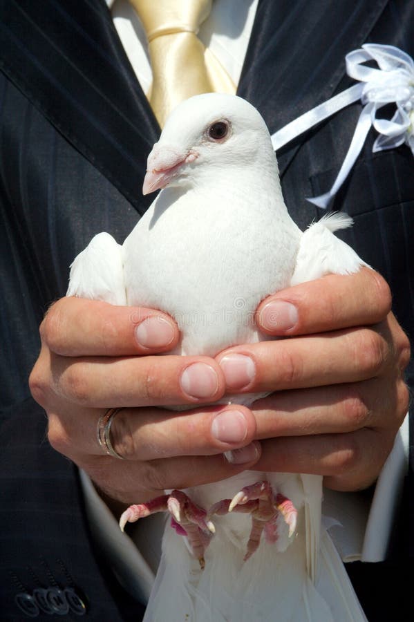 Wedding Pigeons. White Birds are Symbol of Love. Details of Wedding ...