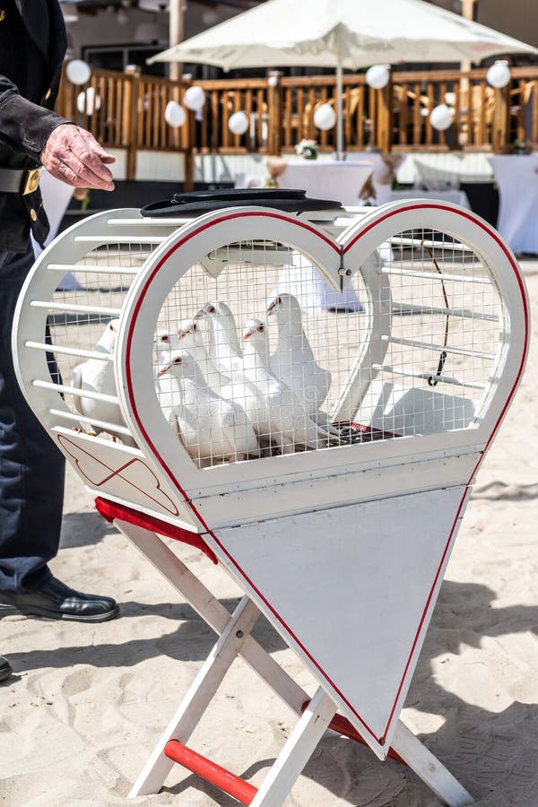 Wedding Releasing White Doves on a Sunny Day in a Cage Stock Photo ...