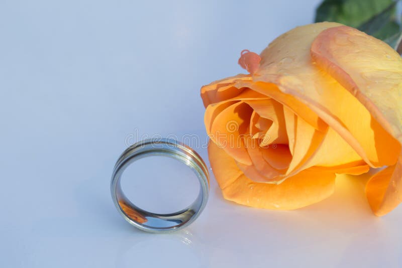 Wedding Ring Chromed and Orange Rose, Under Light Dramatic, on White ...